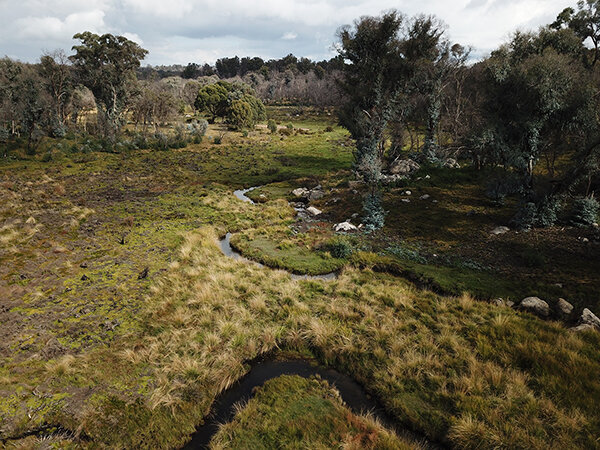 Bago State Forest, NSW - Mulloon Institute