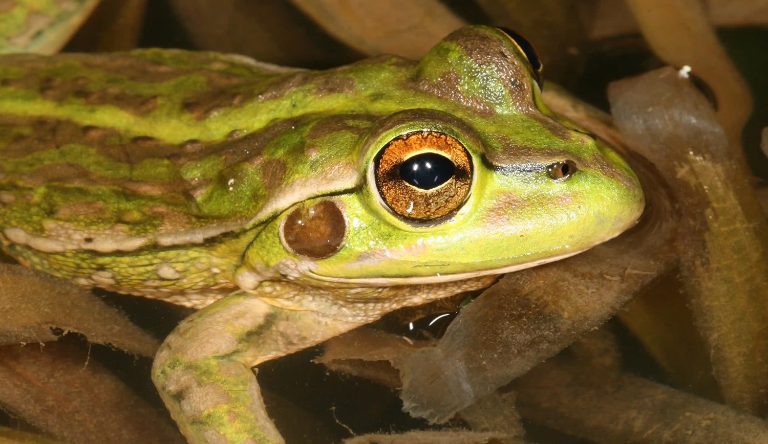 Restoring habitat for the endangered Yellow Spotted Bell Frog - Mulloon ...