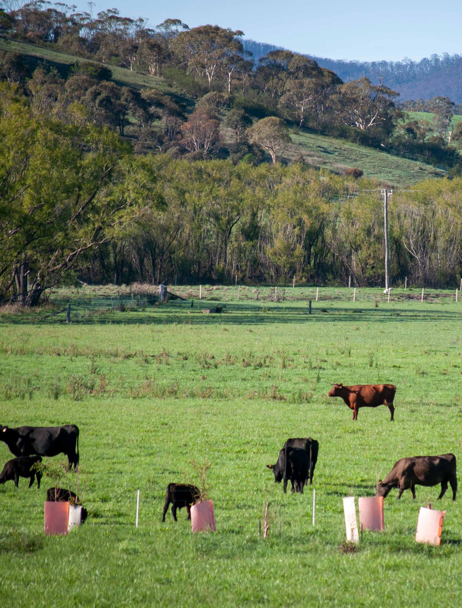 Annual Report 2020 - Mulloon Institute